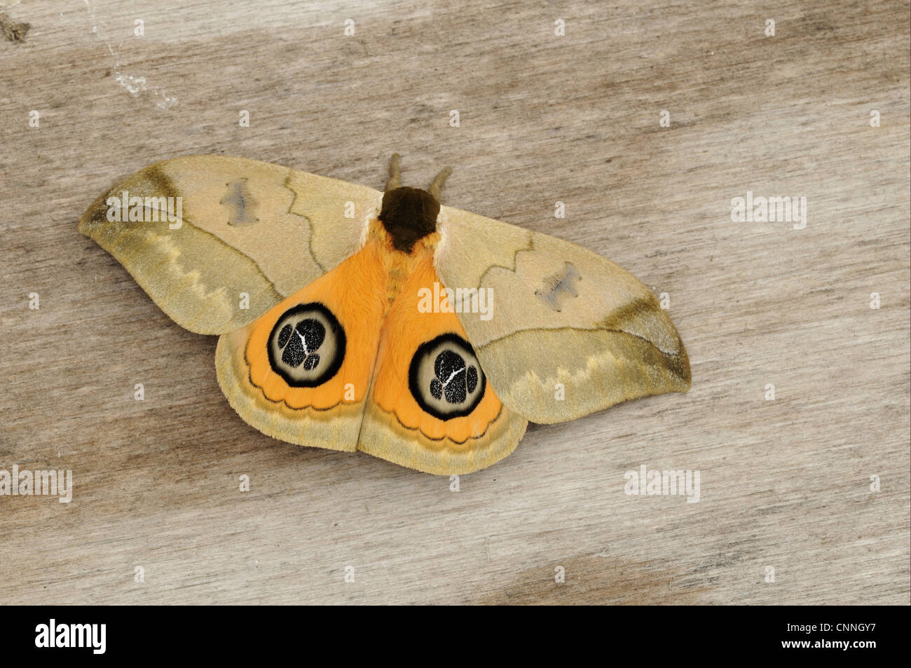 Bullseye Moth (Automeris liberia) adult, resting on wood, Trinidad ...