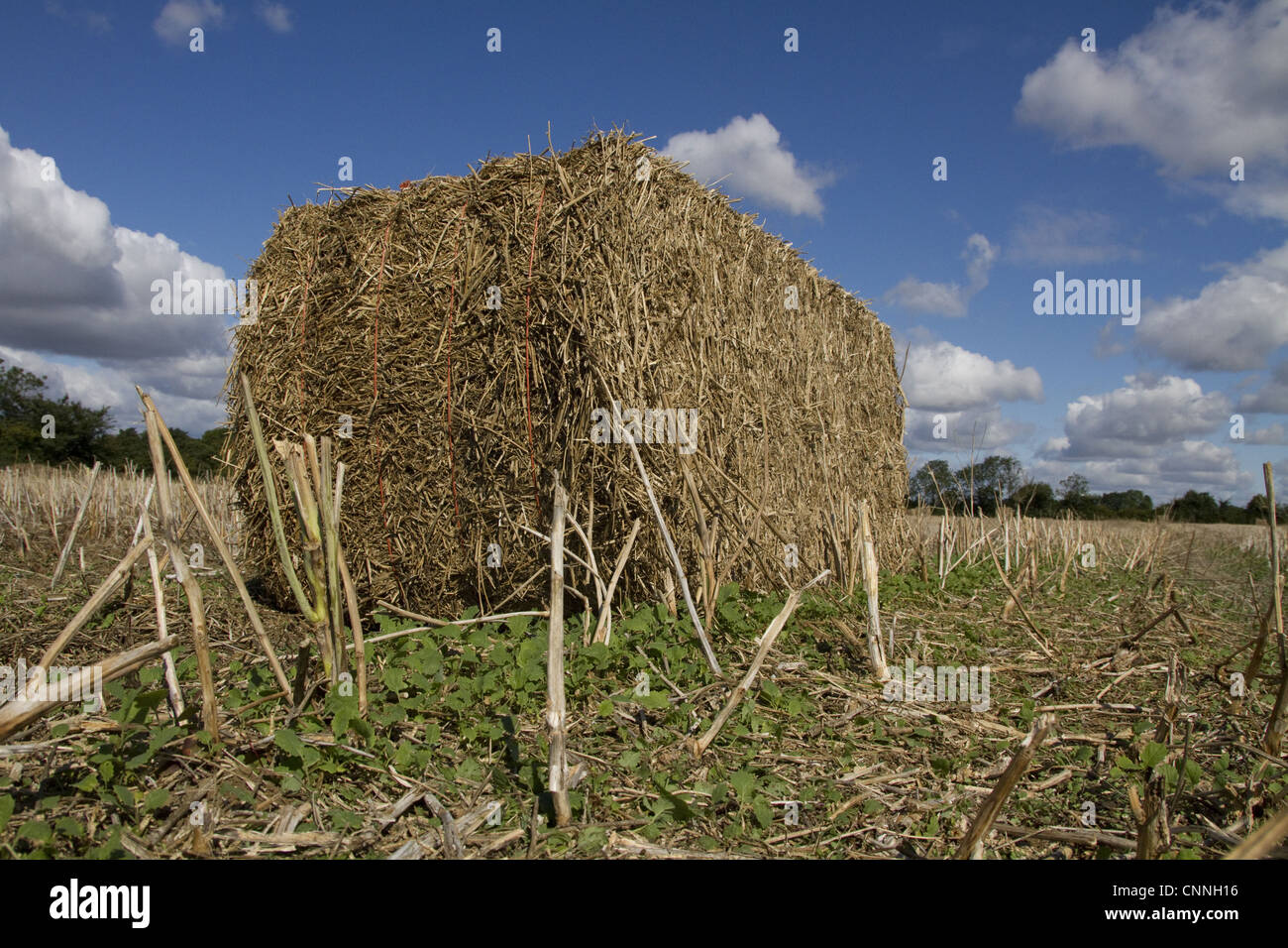 Oilseed rape straw bales Stock Photo - Alamy