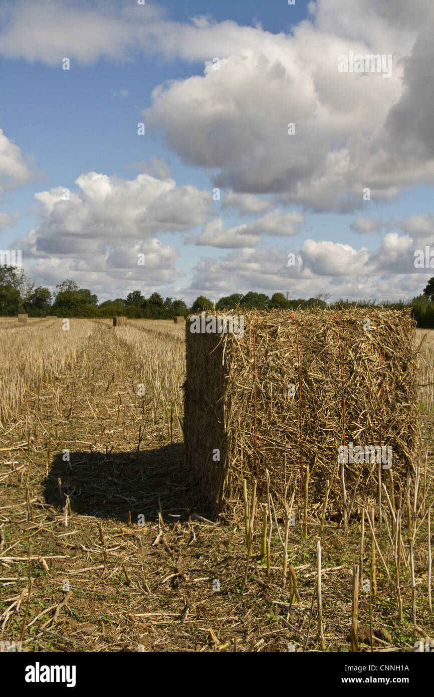 Oilseed rape straw bales Stock Photo - Alamy
