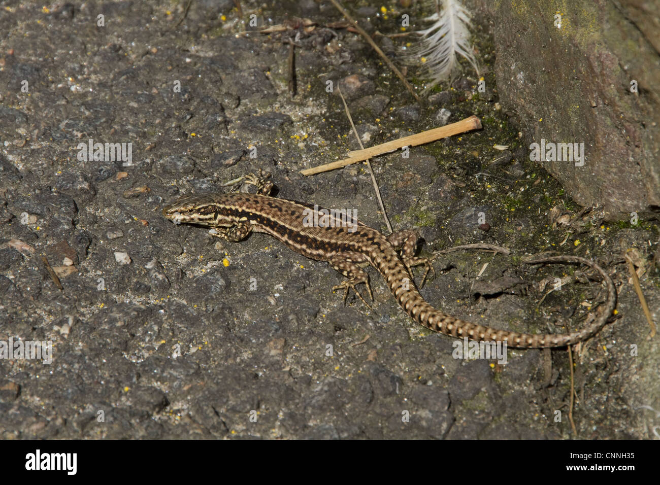 Common Wall Lizard taken in Jersey Stock Photo - Alamy