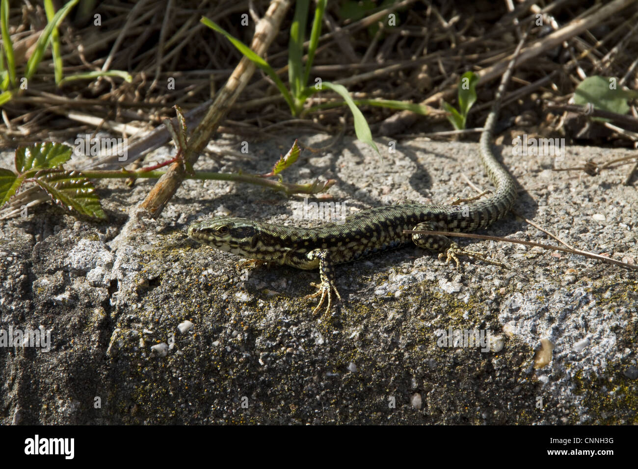 Common Wall Lizard taken in Jersey Stock Photo - Alamy