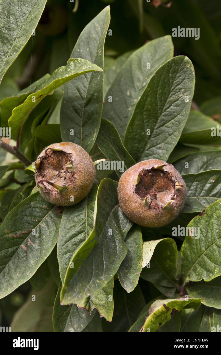Medlar fruit and leaf Stock Photo - Alamy