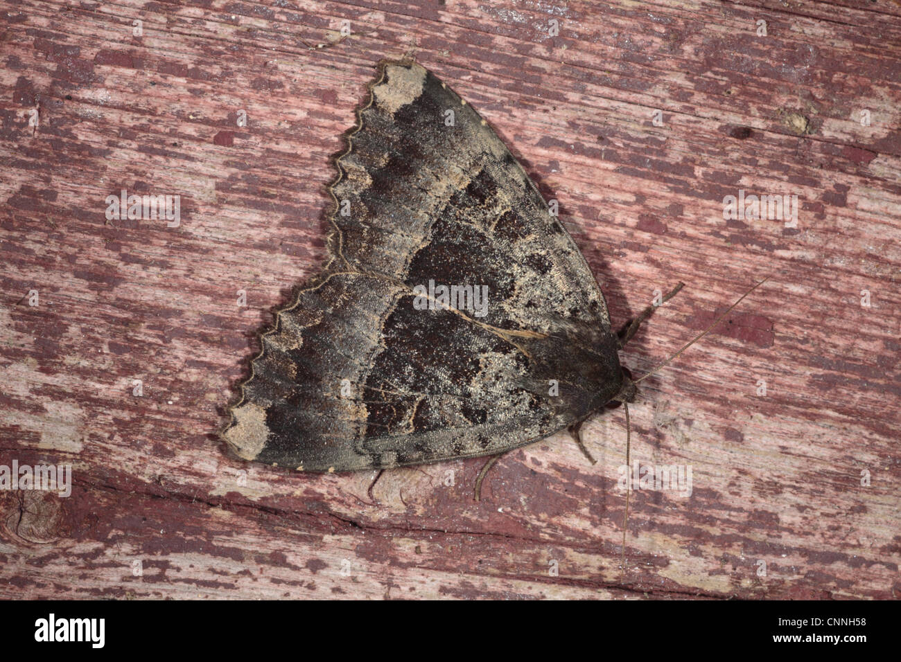 Old lady moth hi-res stock photography and images - Alamy