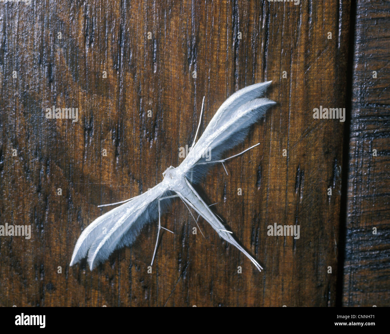 Large White Plume Moth (Pterophorus pentadactyla) Upper wing Stock ...