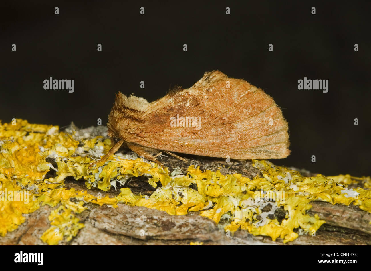 Coxcomb Prominent (Ptilodon capucina) adult, resting on lichen, Norfolk ...