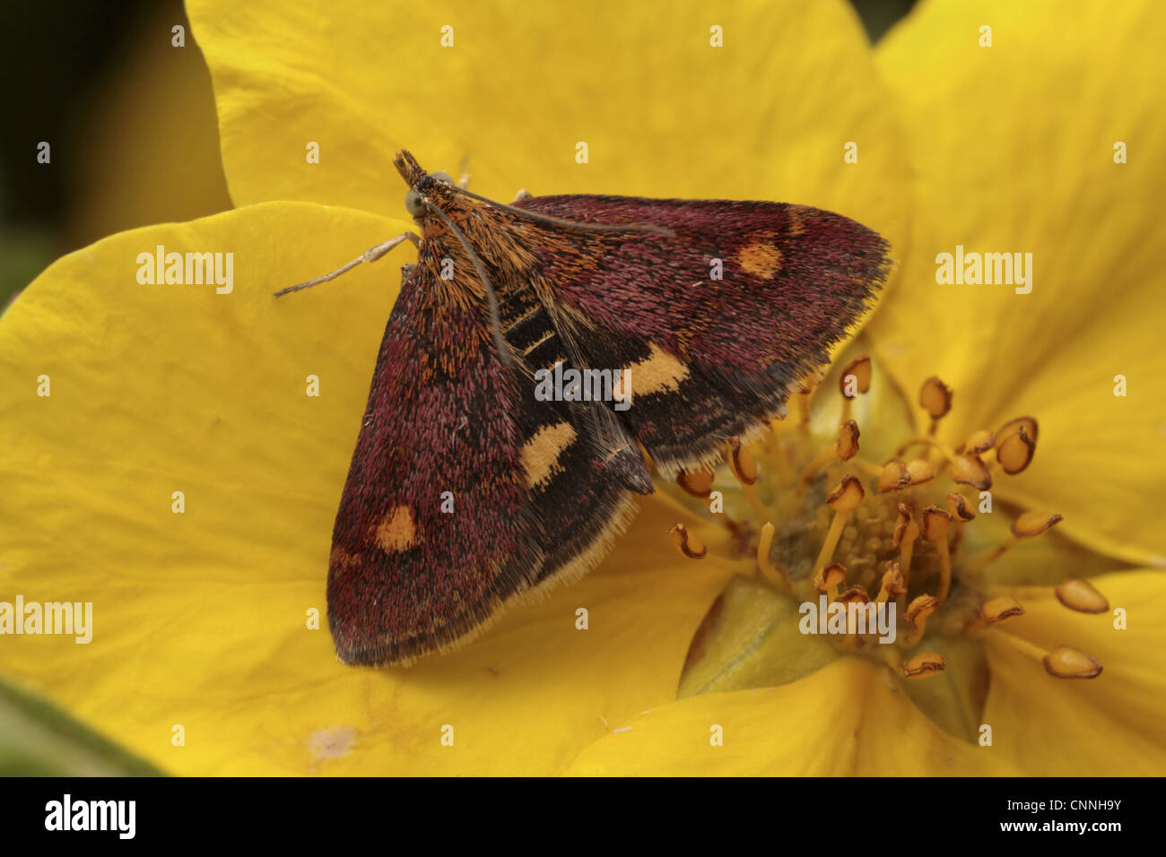Mint Moth (Pyrausta aurata) adult, resting on potentilla flower ...