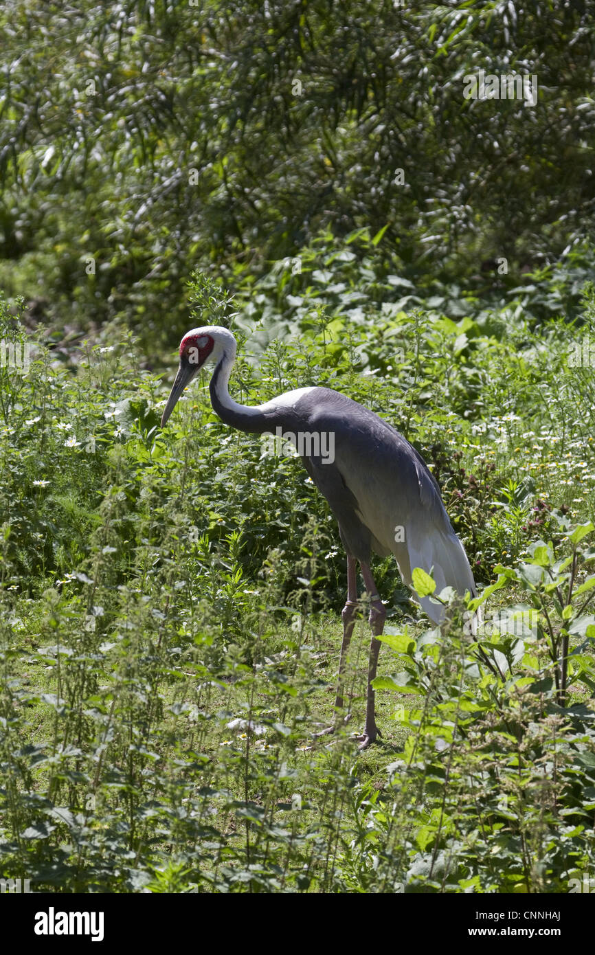 White naped Crane from Asia Stock Photo - Alamy