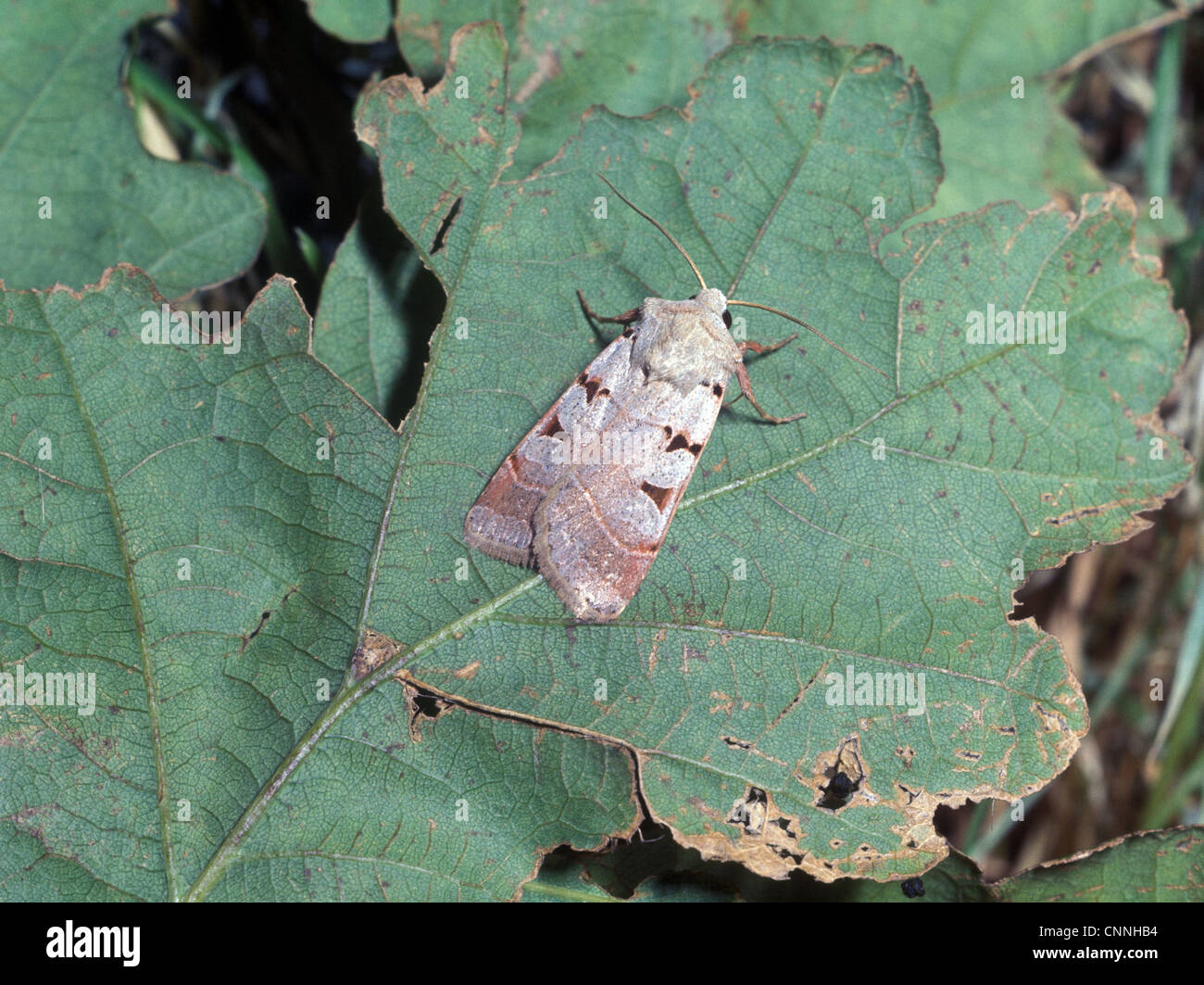 Moth - Rustic Autumnal (Noctua glareosa) on leaf Stock Photo - Alamy