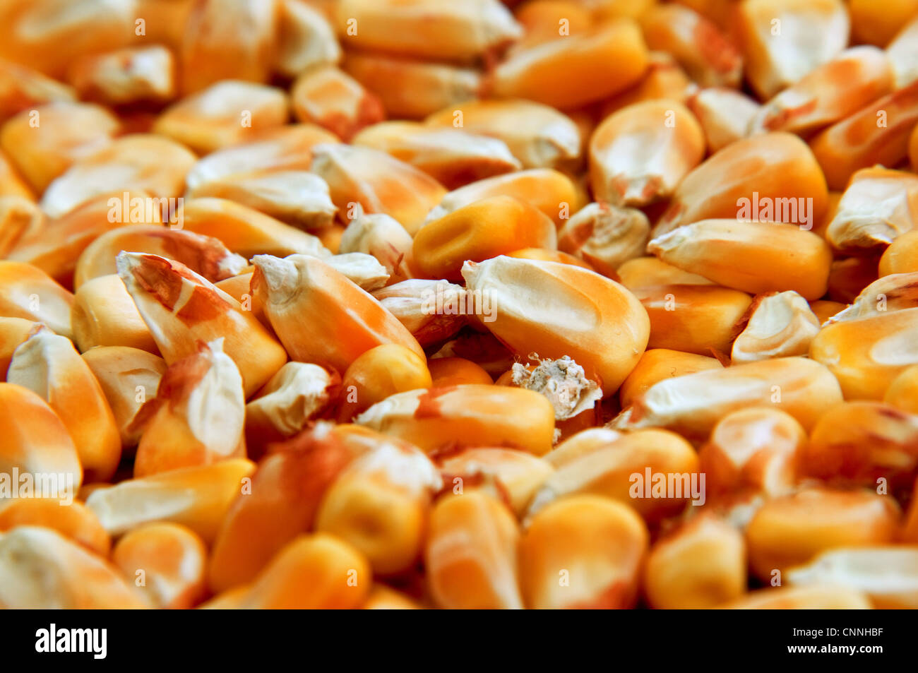 Corn kernels texture, nice agriculture background image Stock Photo - Alamy