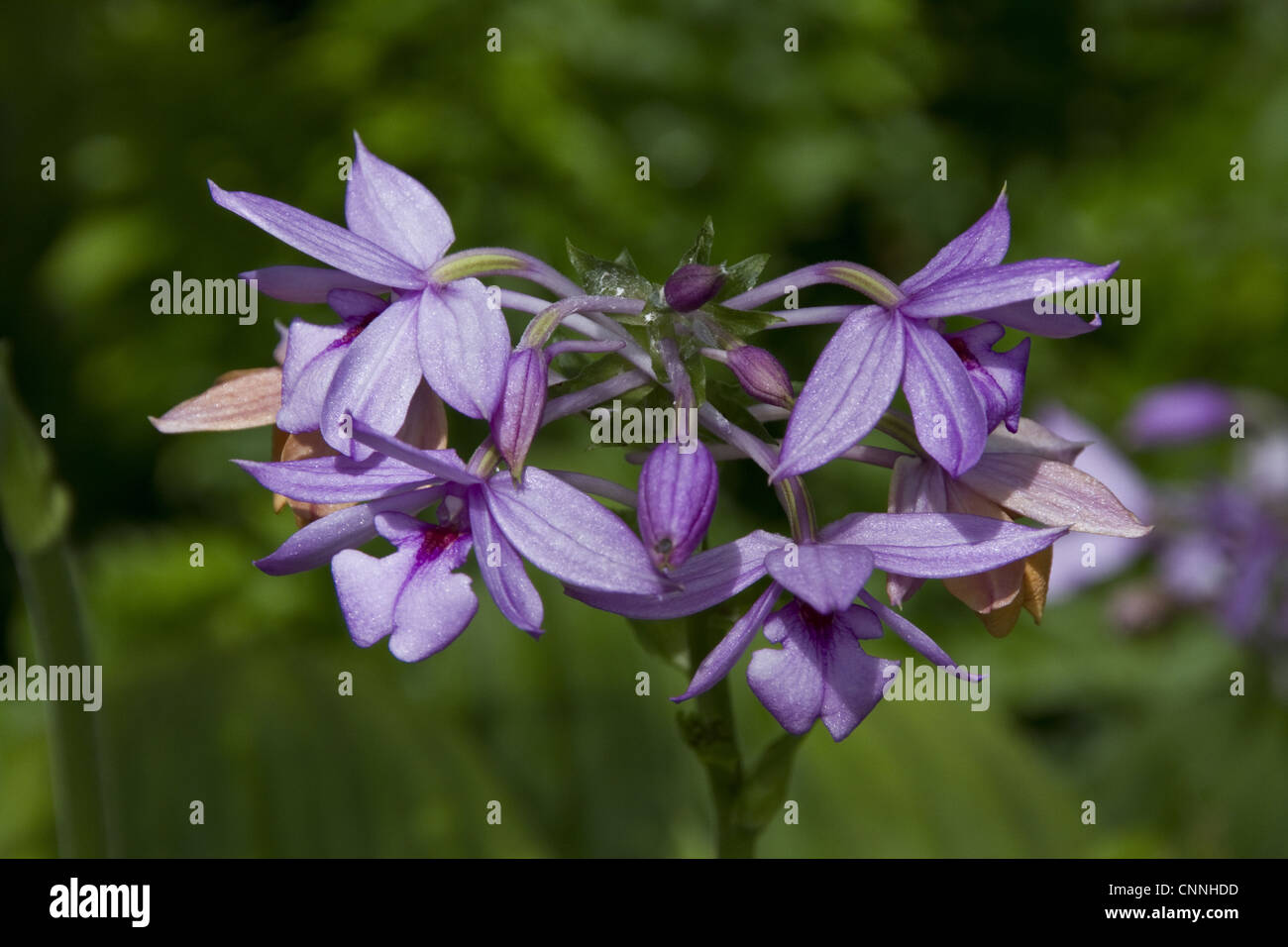 Orchid india hi-res stock photography and images - Alamy