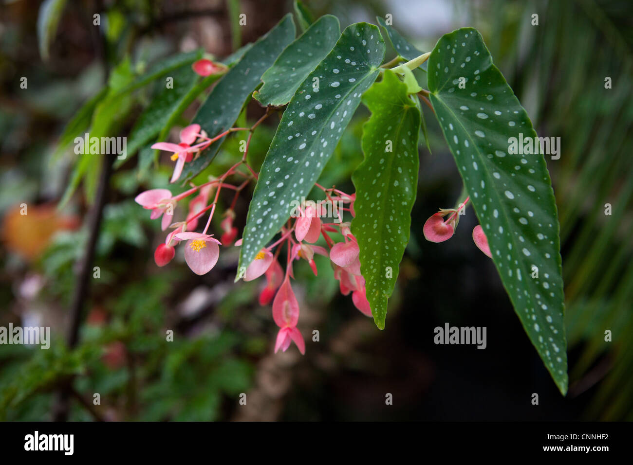 Cane begonia spotted leaf flowering Stock Photo - Alamy