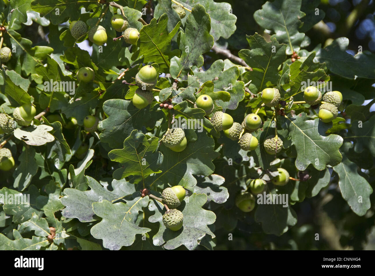 Oak leaves and acorns hi-res stock photography and images - Alamy