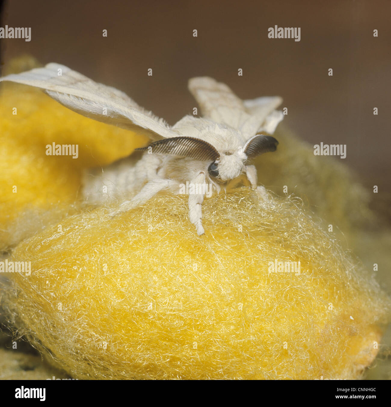 Bombyx mori moth hi-res stock photography and images - Alamy