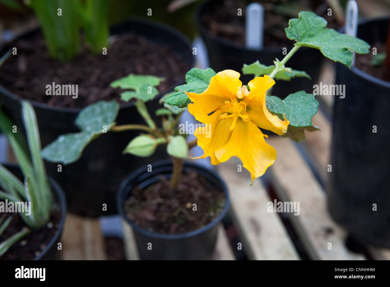 Fremontodendron californicum hi-res stock photography and images - Alamy
