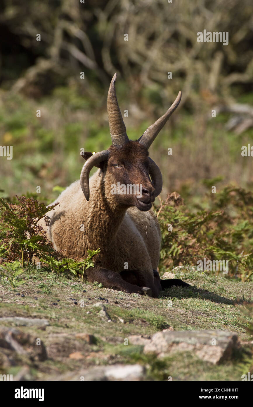 A Male Manx Loaghtan breed of sheep reintroduced to Jersey#s northern ...
