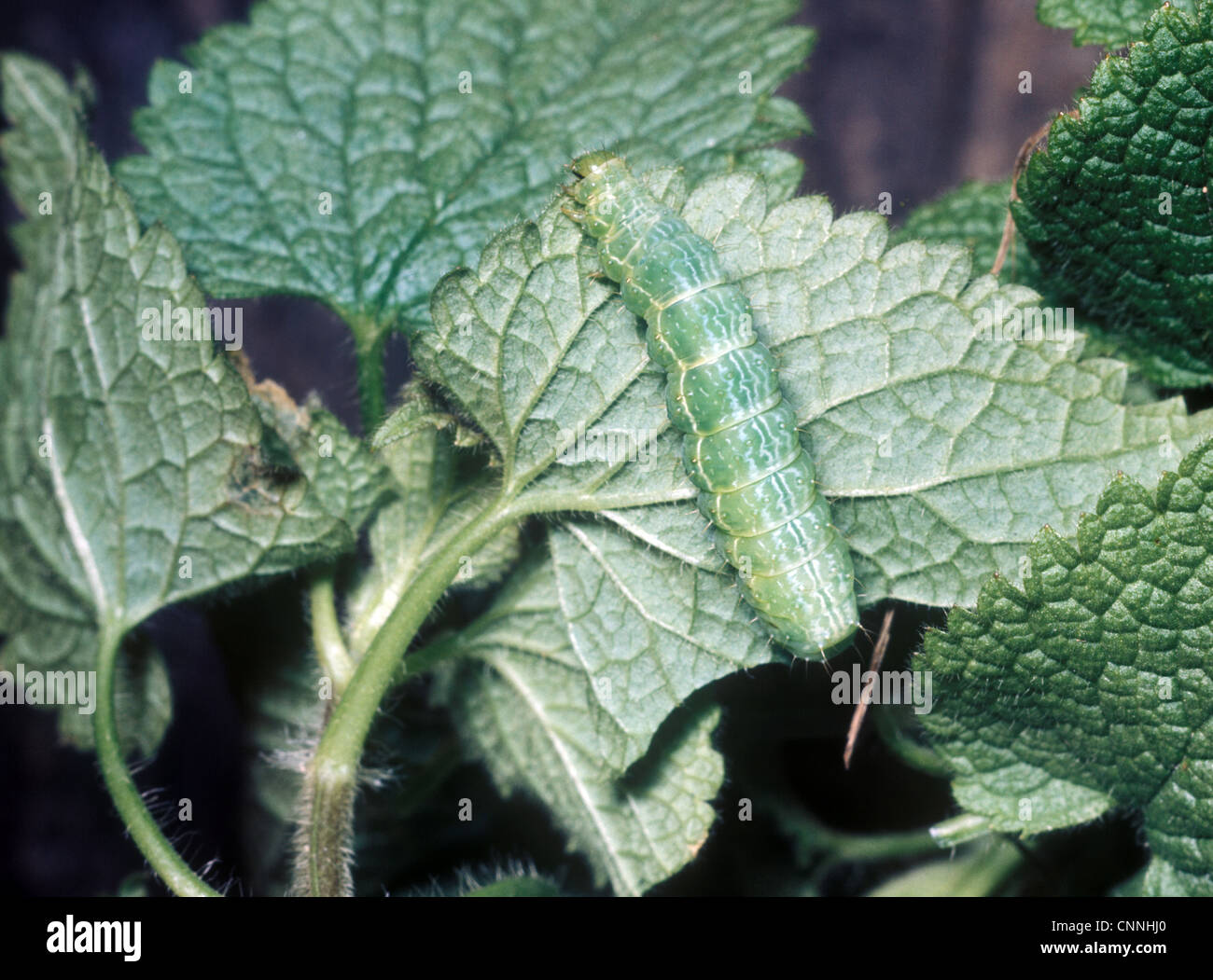Gold insects hi-res stock photography and images - Alamy