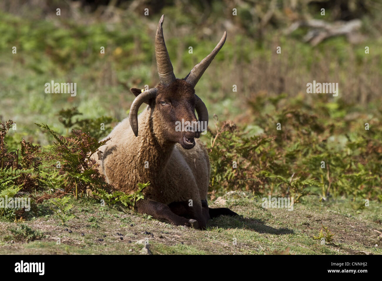 A male Manx Loaghtan breed of sheep reintroduced to Jersey#s northern ...