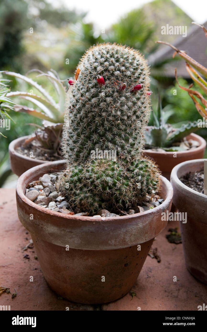 Potted cactus hi-res stock photography and images - Alamy