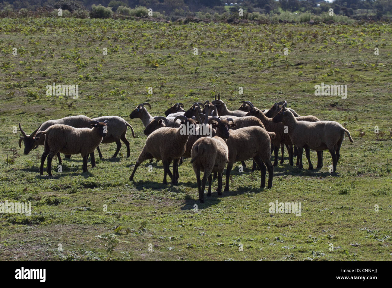 Manx loaghtan breed sheep reintroduced hi-res stock photography and ...