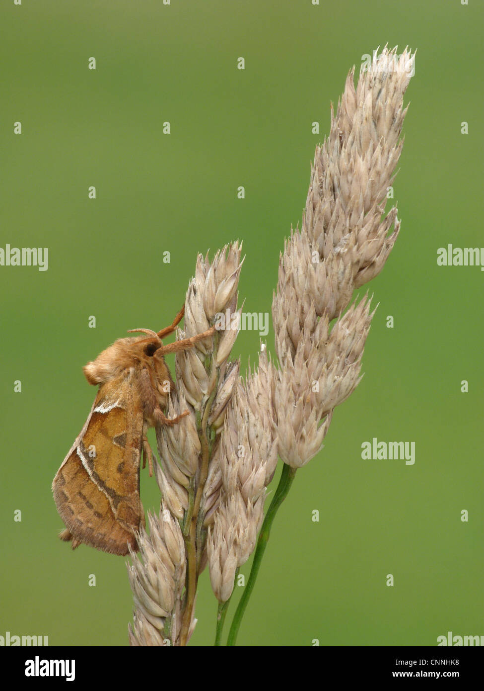 Orange Swift Moth (Hepialus sylvina) adult male, resting on dry grass ...