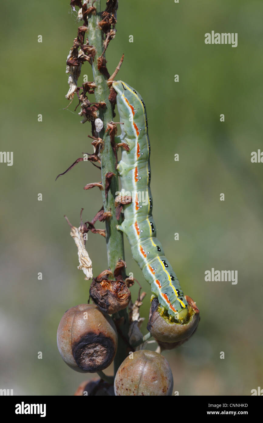Sword-grass Moth Xylena exsoleta larva feeding Squill Scilla sp ...