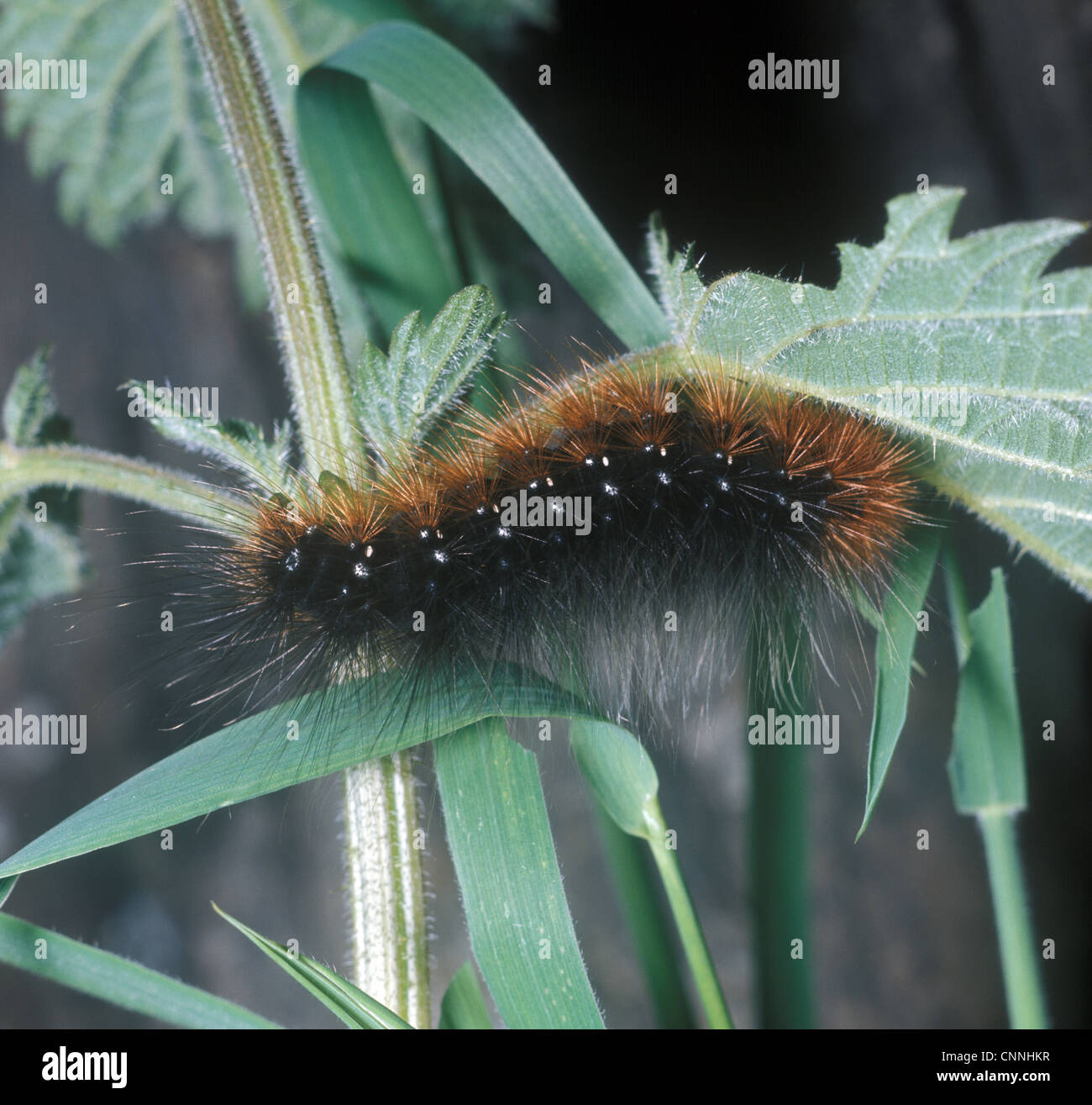 Moth - Tiger Garden Larva (Arctia caja) on plant Stock Photo - Alamy