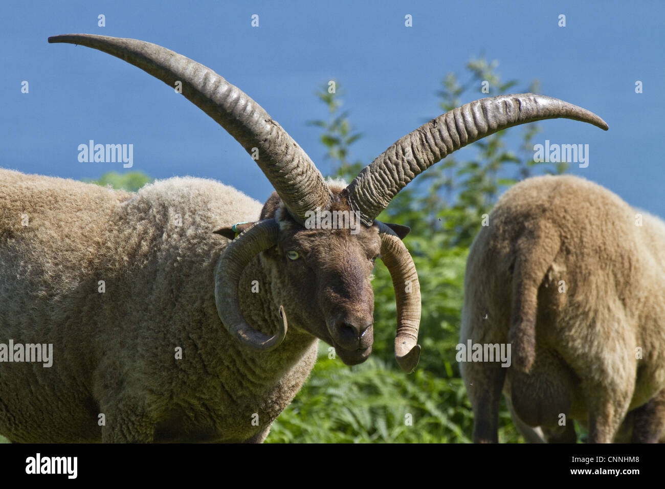 Manx loaghtan breed sheep reintroduced hi-res stock photography and ...