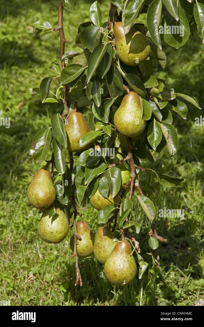 Common Pear fruit Stock Photo - Alamy