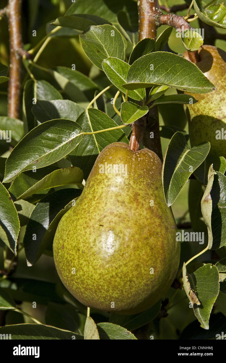 Common Pear fruit Stock Photo - Alamy