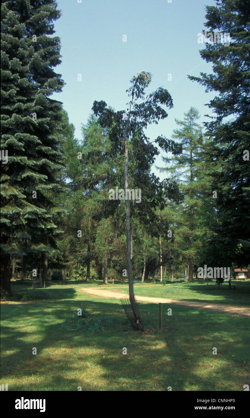 Cider gum tree - Eucalyptus gunnii Stock Photo - Alamy