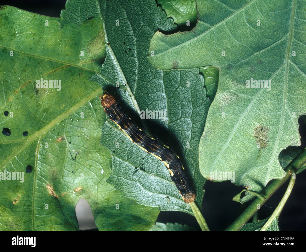Mottled Umber Moth (Erannis defolaria) Larva Stock Photo - Alamy