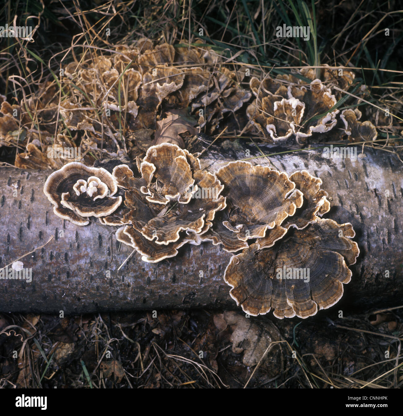 Trametes versicolor also known as coriolus versicolor and polyporus hi ...