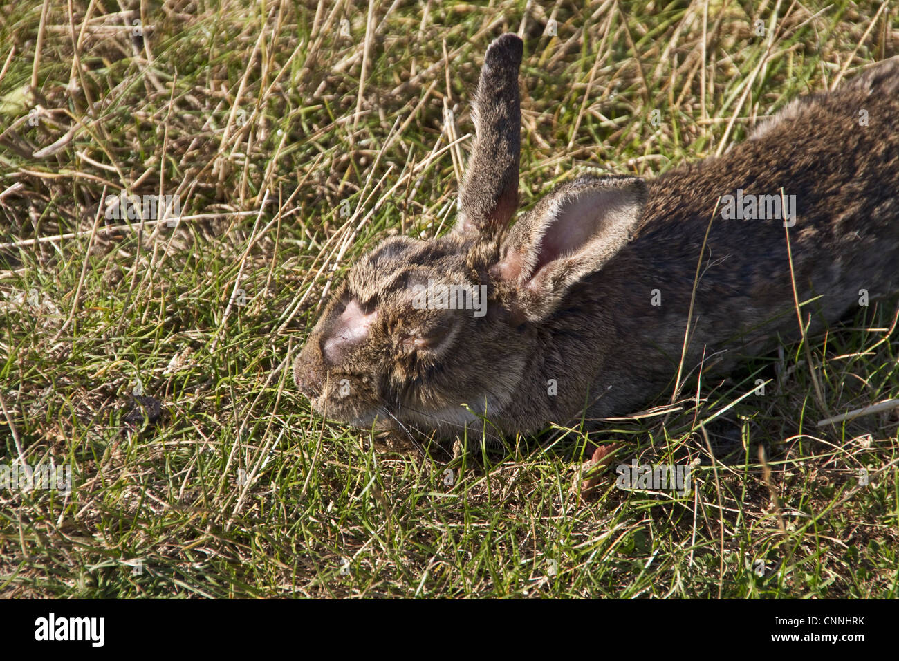 Rabbit myxomatosis myxoma virus hi-res stock photography and images - Alamy