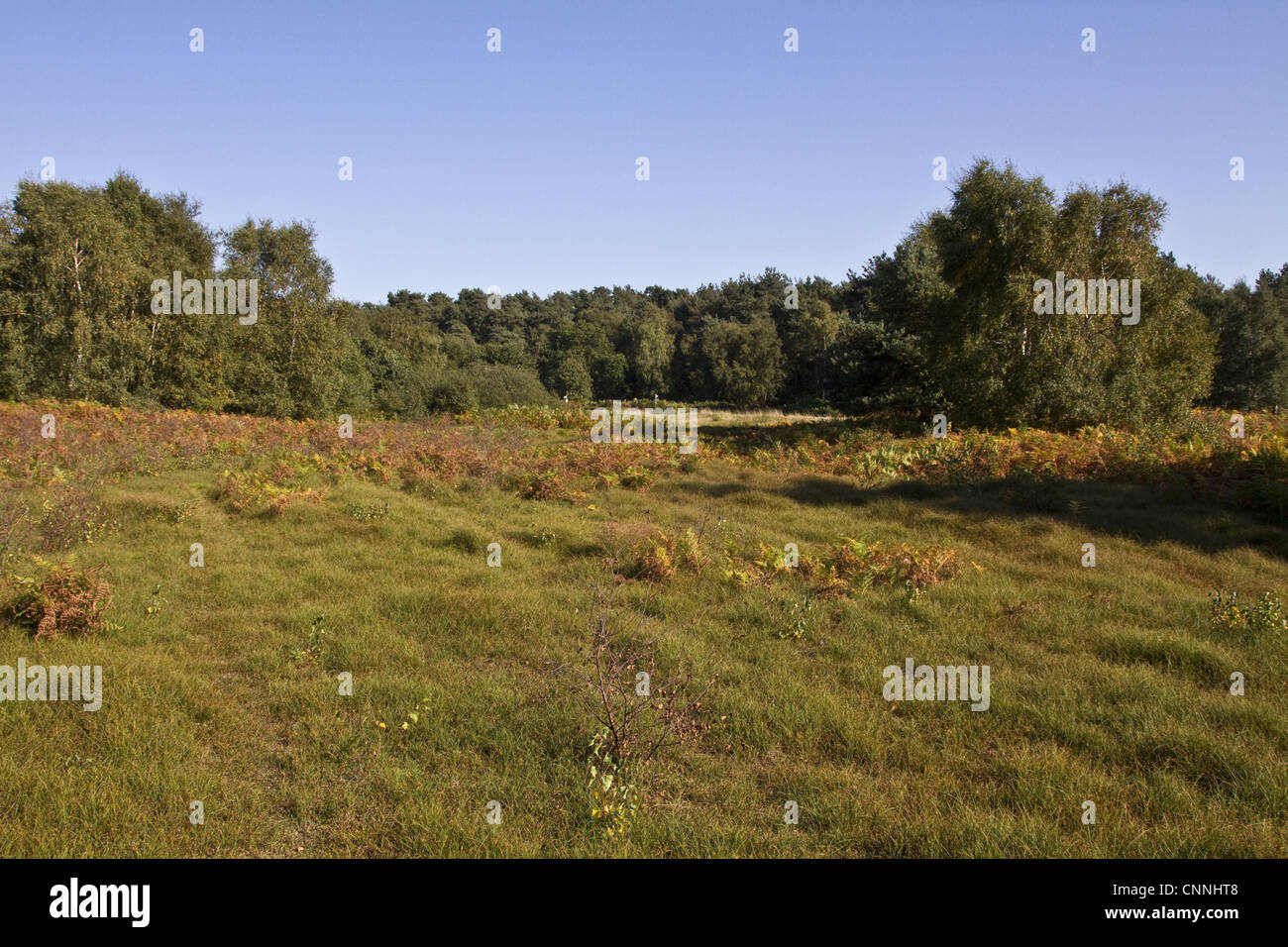 An autumn view Blaxhall Heath common , Tunstall Forest, Suffolk ...