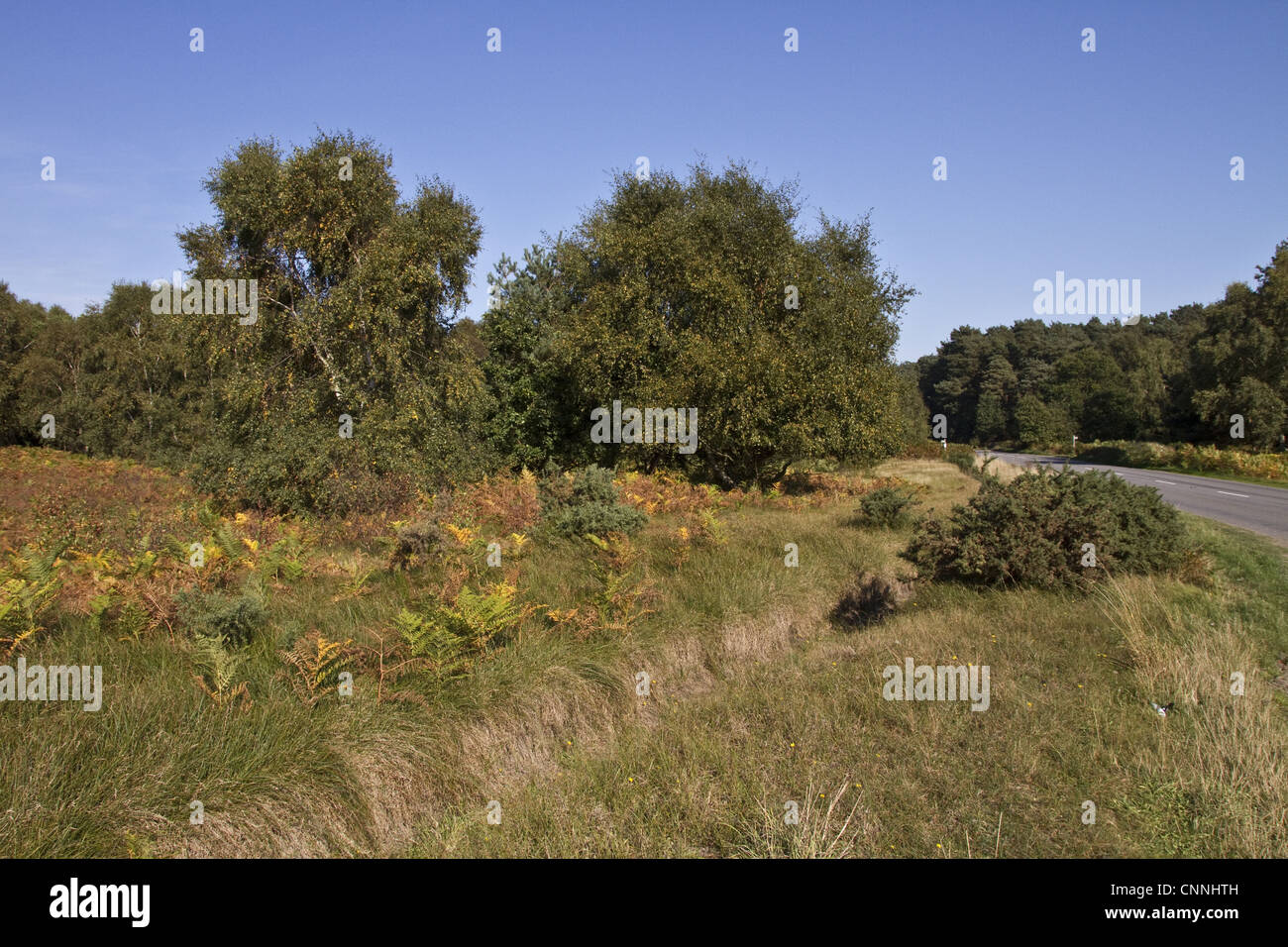 An autumn view Blaxhall Heath common , Tunstall Forest, Suffolk ...