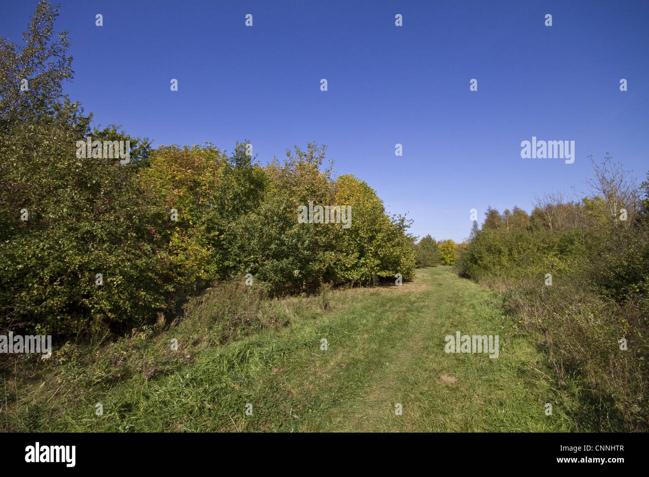 British trees hi-res stock photography and images - Alamy