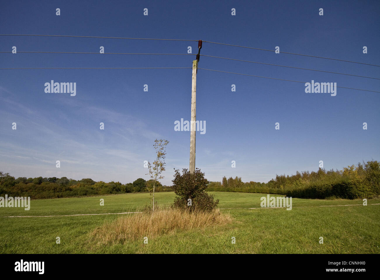 Small little wild habitats grow up round the base of pylon poles. Pound ...
