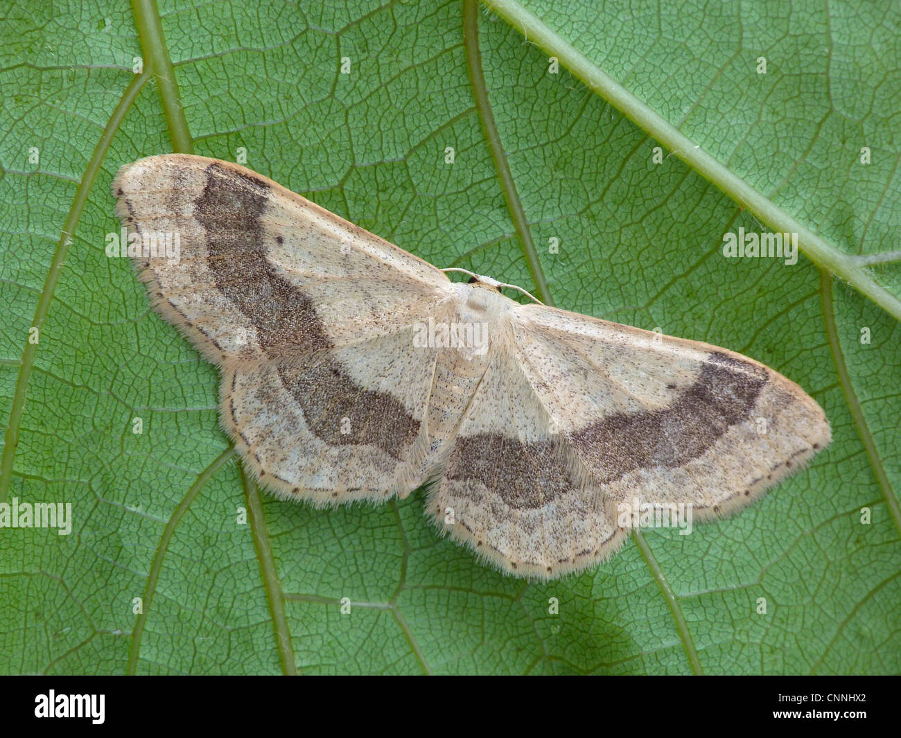 Riband Wave Moth (Idaea aversata) adult female, resting on leaf ...