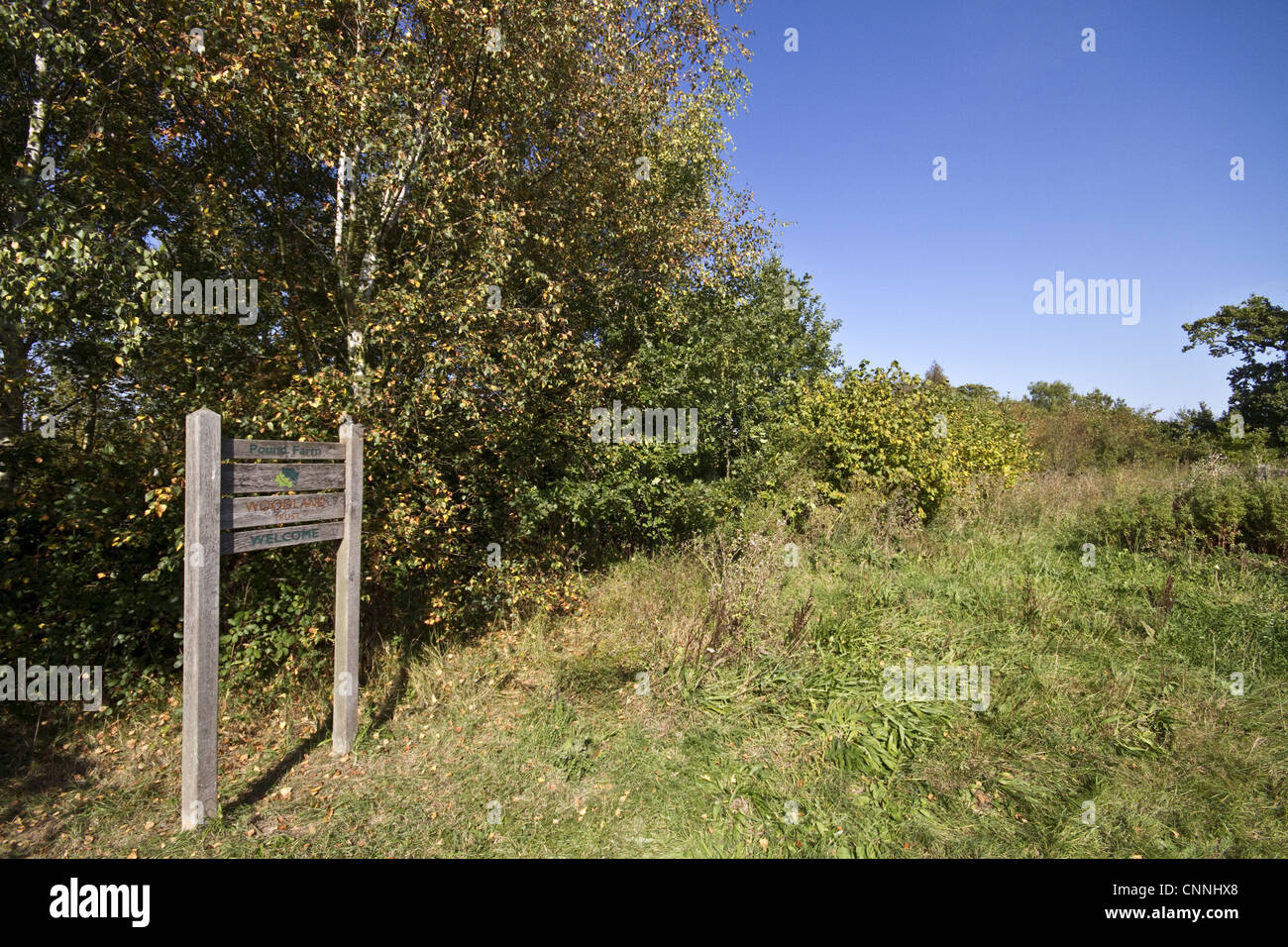 British trees hi-res stock photography and images - Alamy