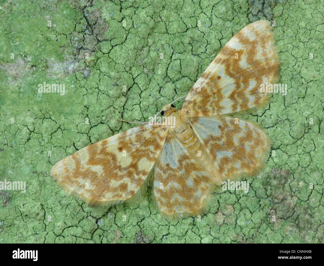 Hydrelia flammeolaria hi-res stock photography and images - Alamy