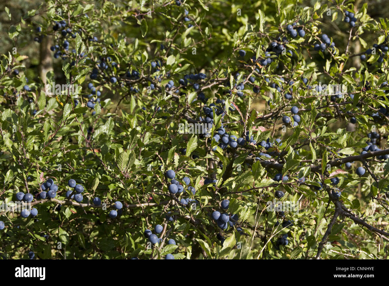 Sloe or Blackthorn fruits in autumn hedgerow Stock Photo - Alamy