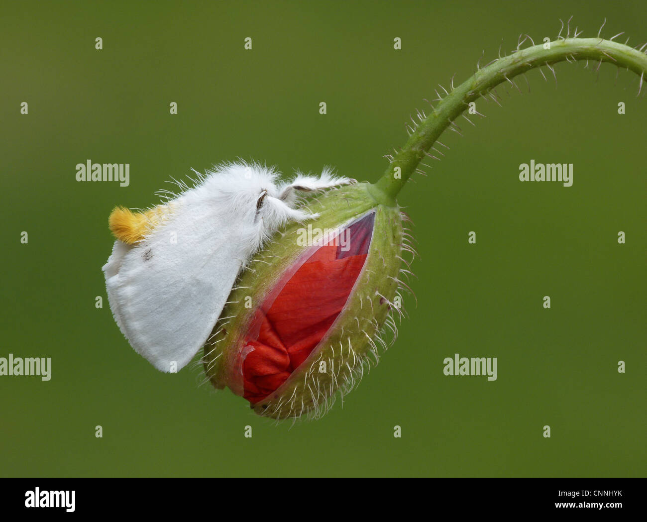 Yellow-tail Moth Euproctis similis adult male resting Corn Poppy ...