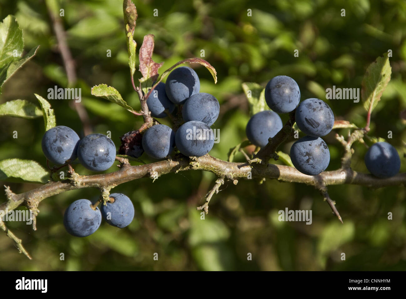 Blackthorn hedge autumn hi-res stock photography and images - Alamy