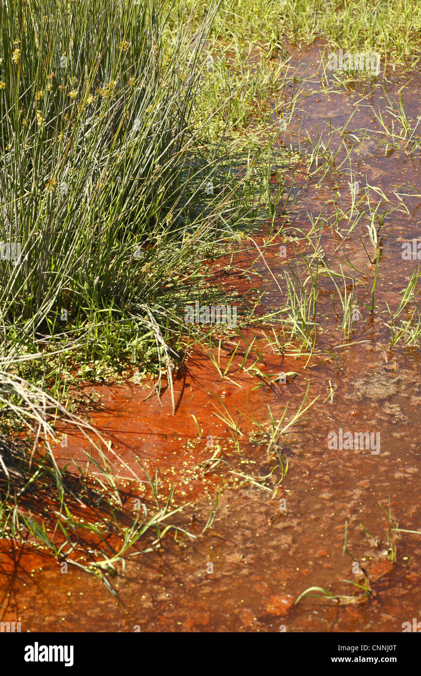 Red Cyanobacteria (Cyanobacteria sp.) forming scum on pool in ...