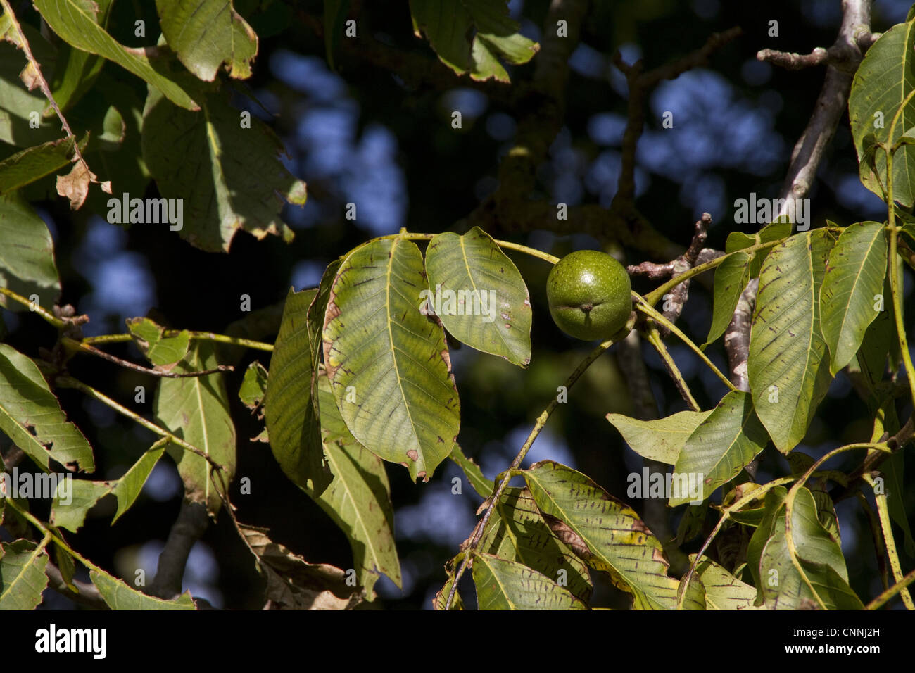 Common walnut with fruit Stock Photo - Alamy