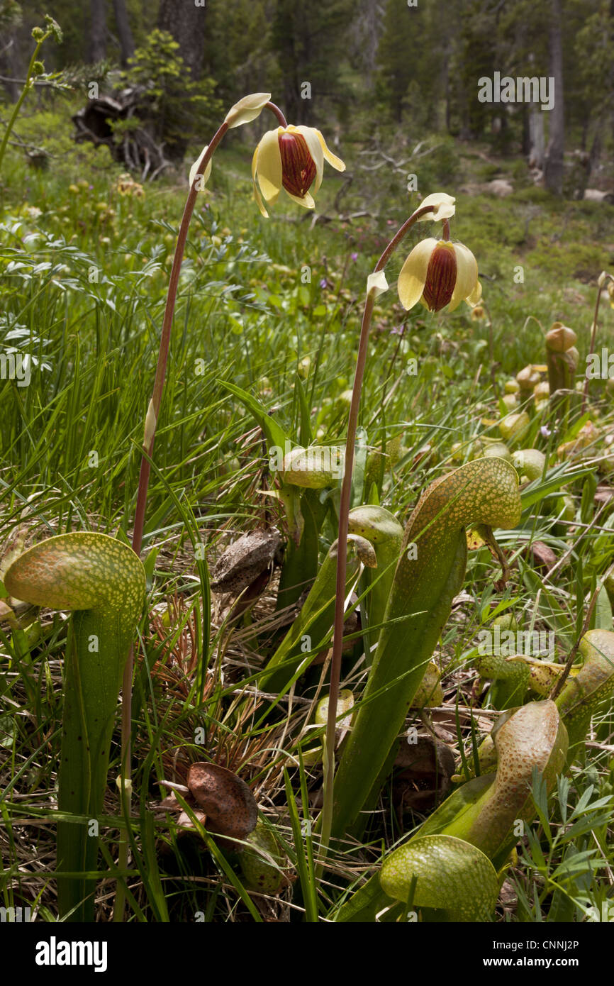 Cobra Lily (Darlingtonia californica) flowering, growing in boggy area ...