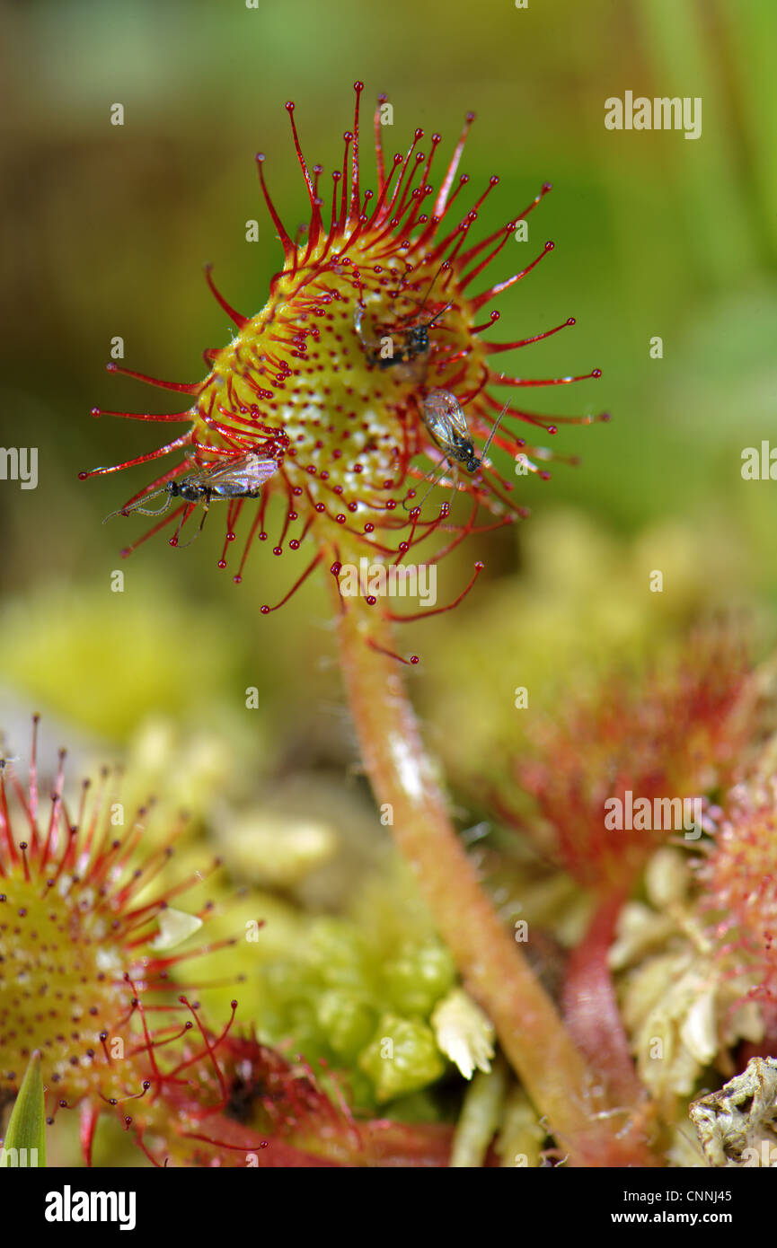 Drosera trap hi-res stock photography and images - Alamy