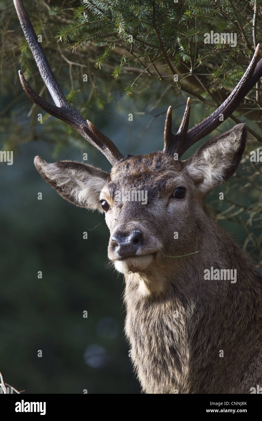 Red Deer stag Stock Photo - Alamy