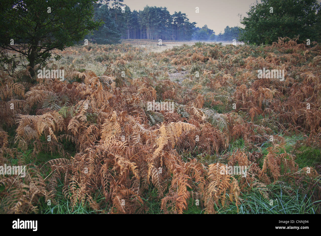 Bracken Pteridium aquilinum fronds in breckland heathland habitat at ...