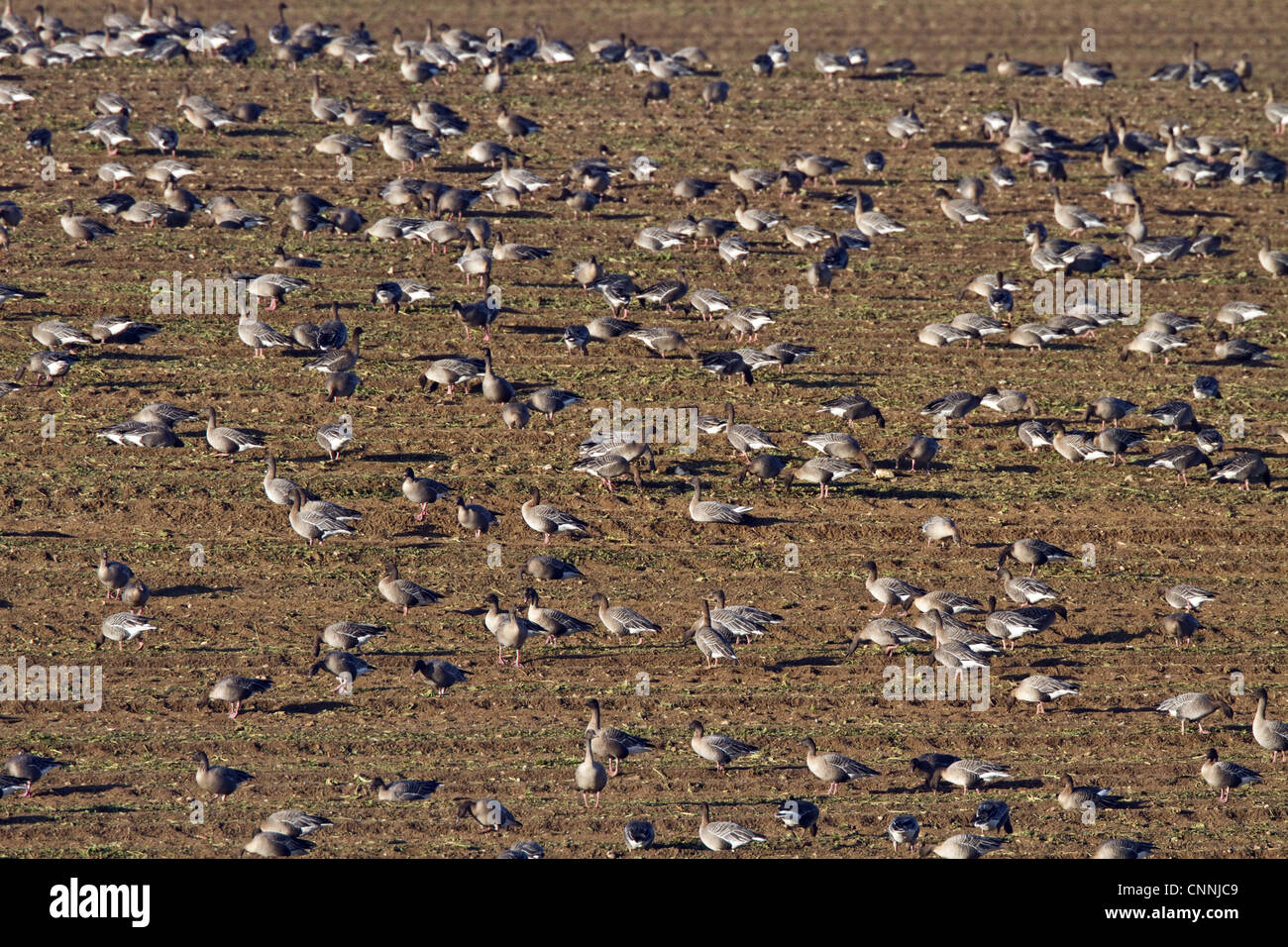 Pink footed geese feeding on newly harvested winter sugar beet field ...